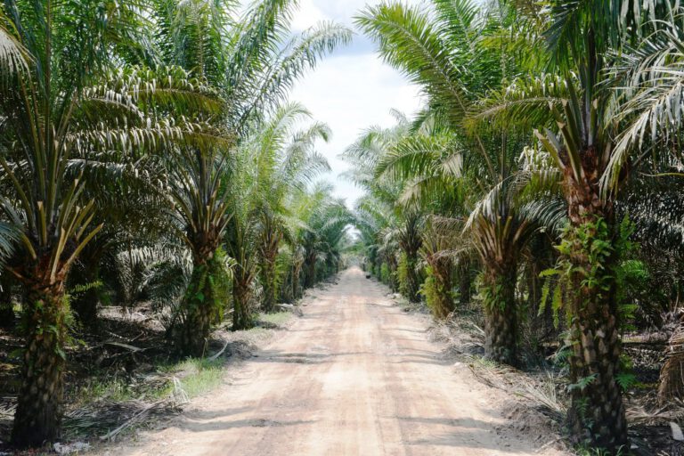 Sustainable Palm Oil - Jaya Tiasa Holdings Berhad