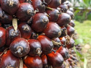 Oil Palm – Jaya Tiasa Holdings Berhad